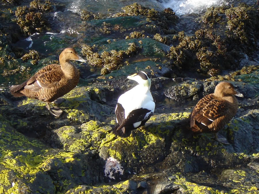 Walk Report - Coastal Walk: Portsoy to Cullen • Walkhighlands