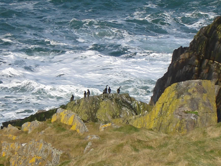 Walk Report - Coastal Walk: Portsoy to Cullen • Walkhighlands