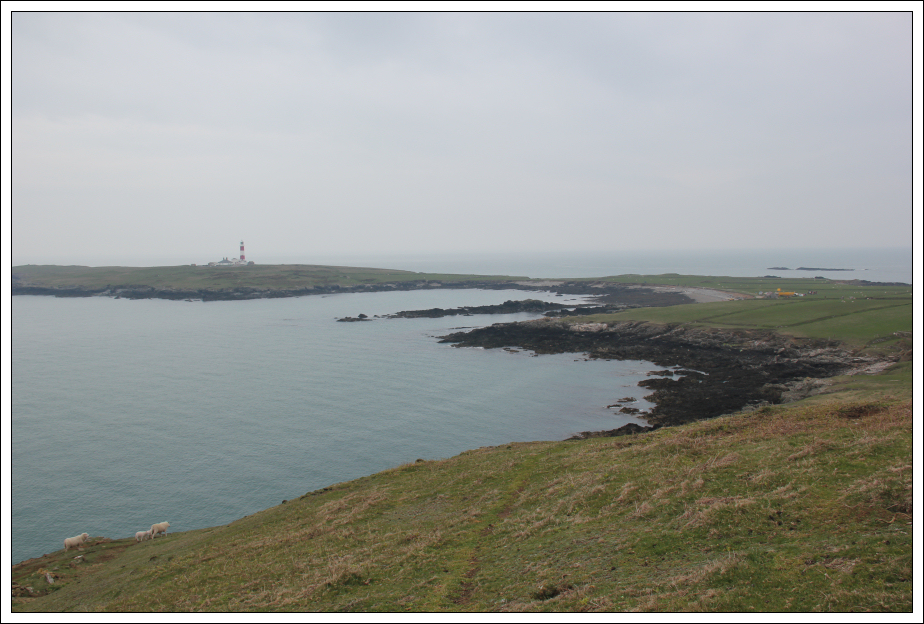 Walk Report - Mynydd Enlli (Bardsey Island) • Walkhighlands