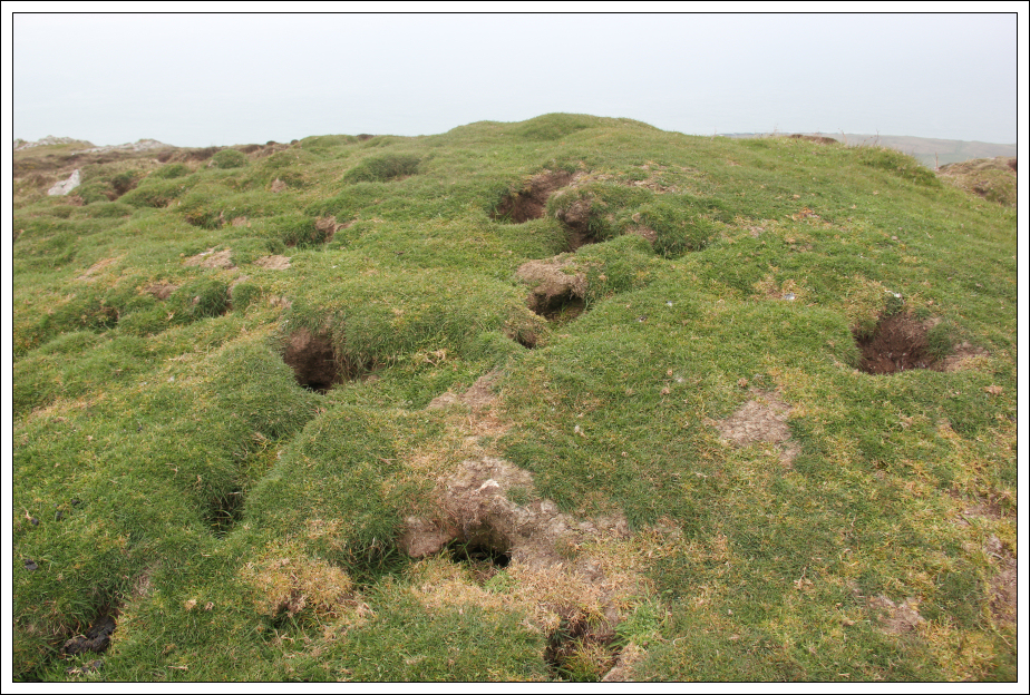 Walk Report - Mynydd Enlli (Bardsey Island) • Walkhighlands