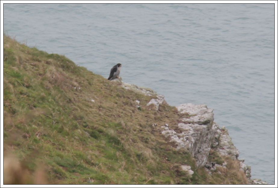 Walk Report - Mynydd Enlli (Bardsey Island) • Walkhighlands